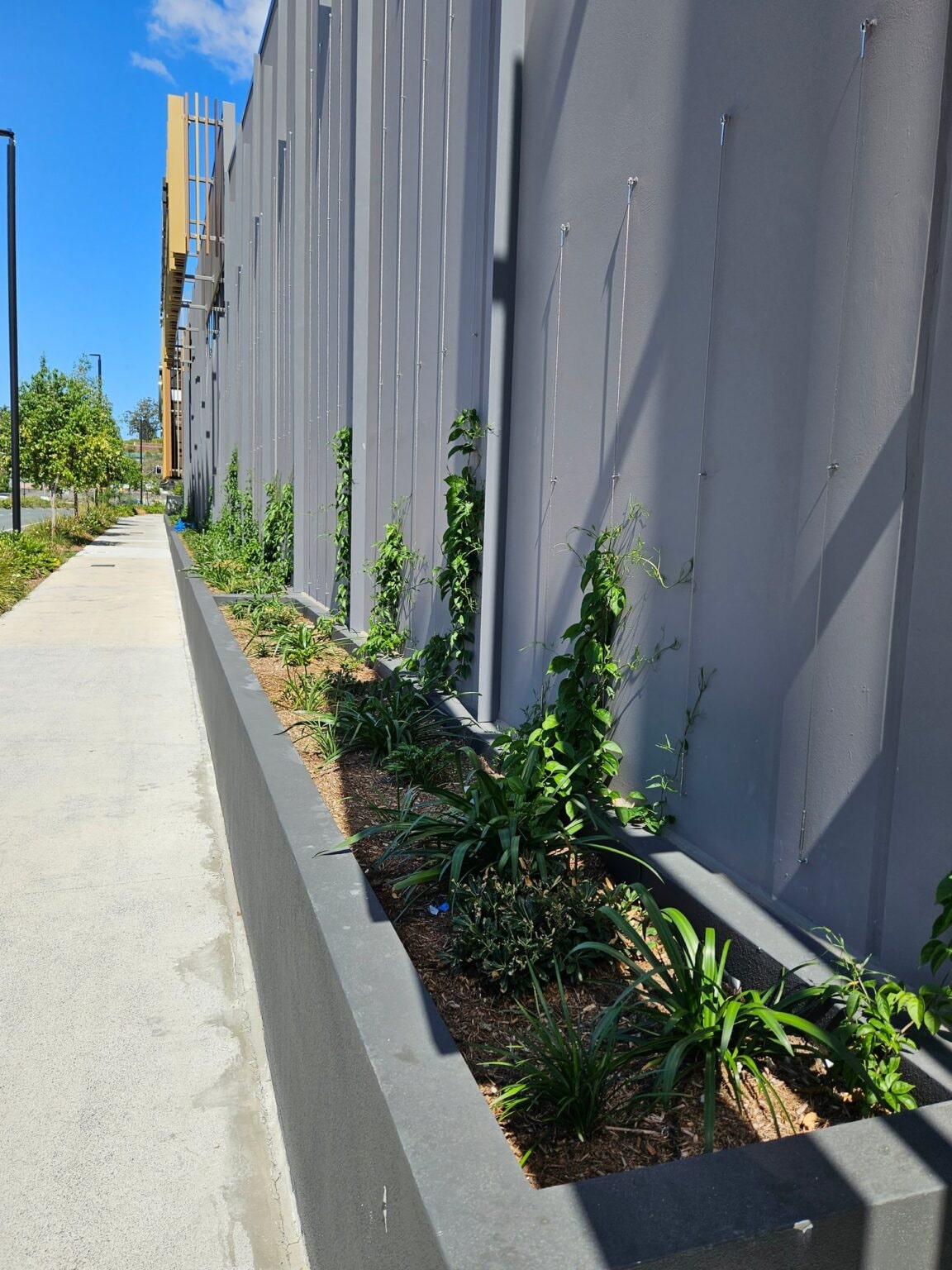 Stainless Wire Trellises - Jasbem Projects